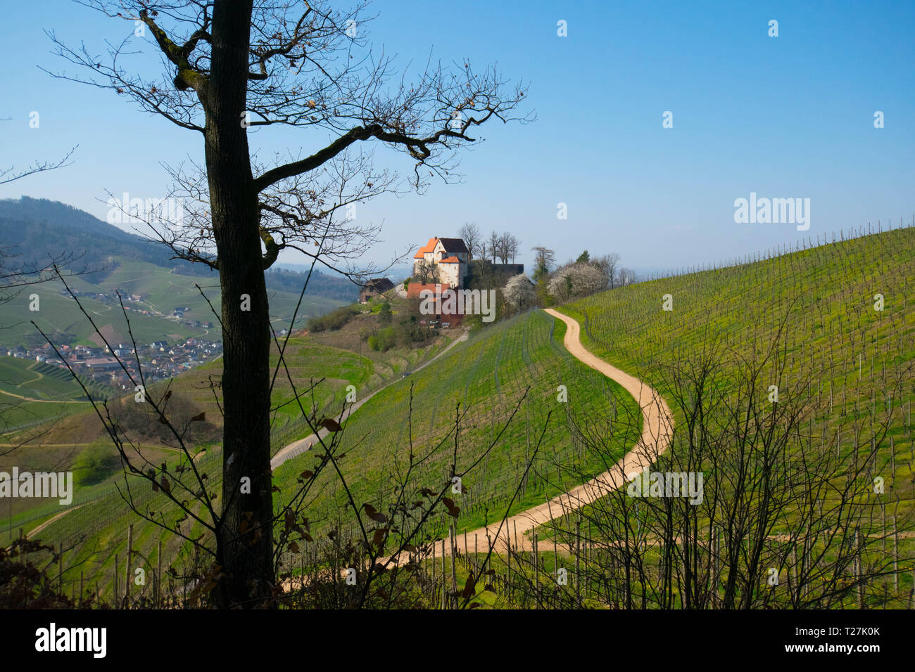 Beautiful village of Durbach with its castle Staufenberg in the black ...