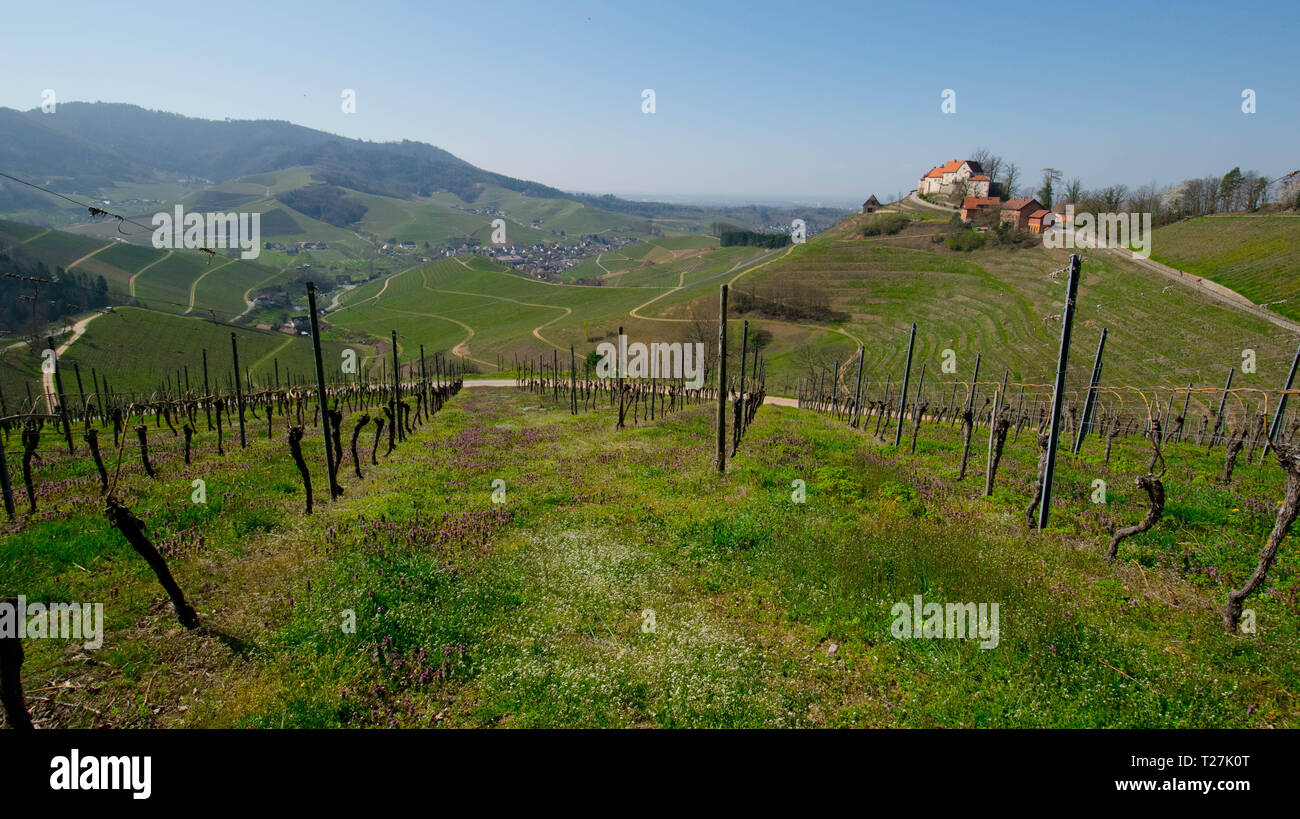 Beautiful village of Durbach with its castle Staufenberg in the black ...