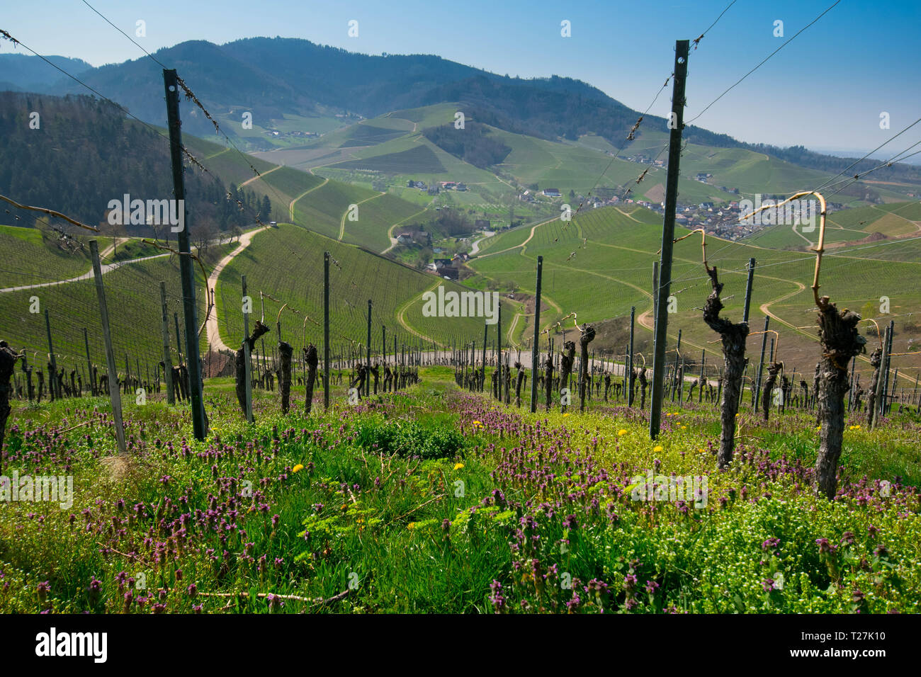Beautiful village of Durbach with its castle Staufenberg in the black ...