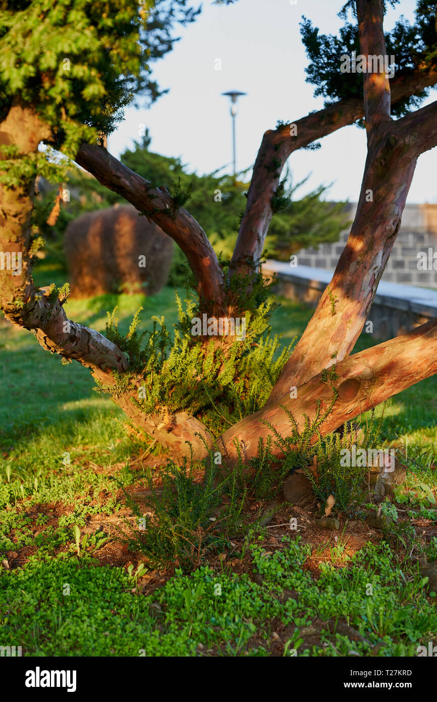 Beautiful brown tree Stock Photo - Alamy