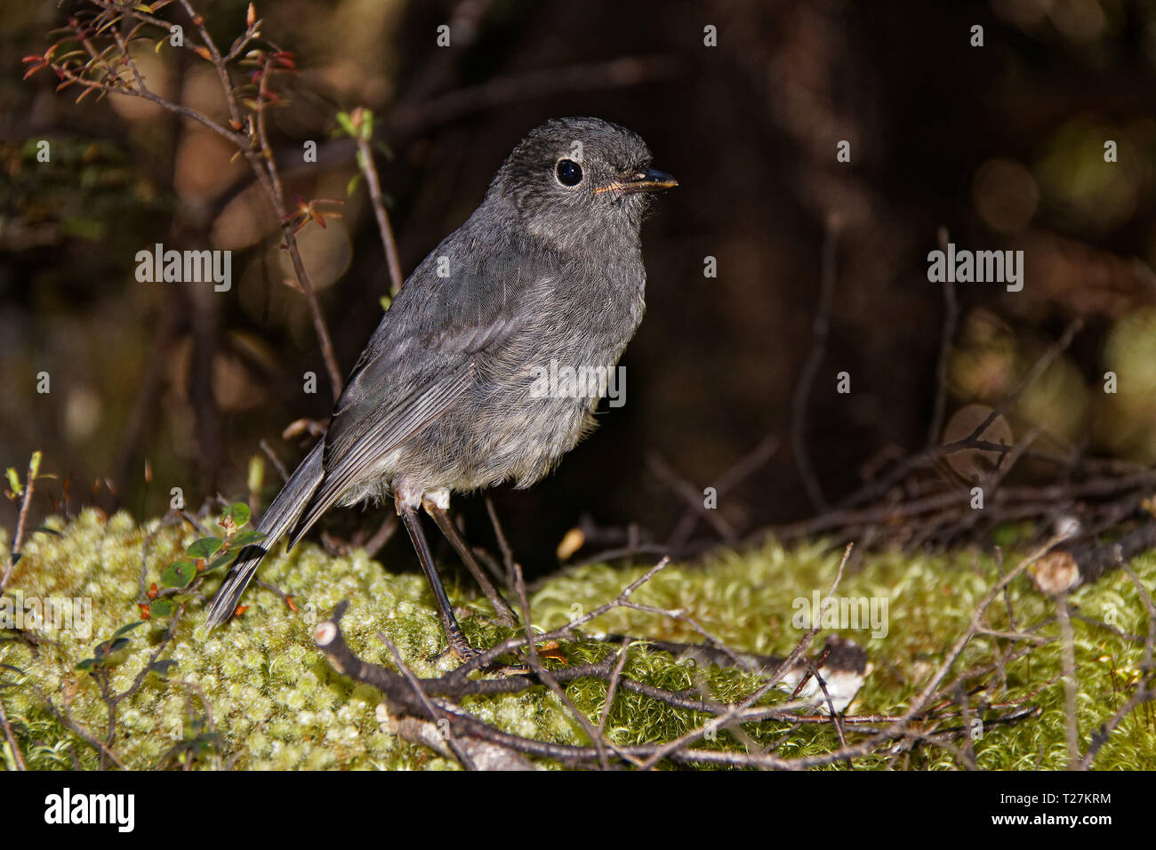 South island robin, toutouwai, protected endemic species of New Zealand ...