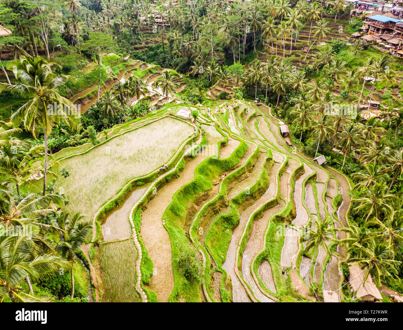 Aerial view of plantations hi-res stock photography and images - Alamy