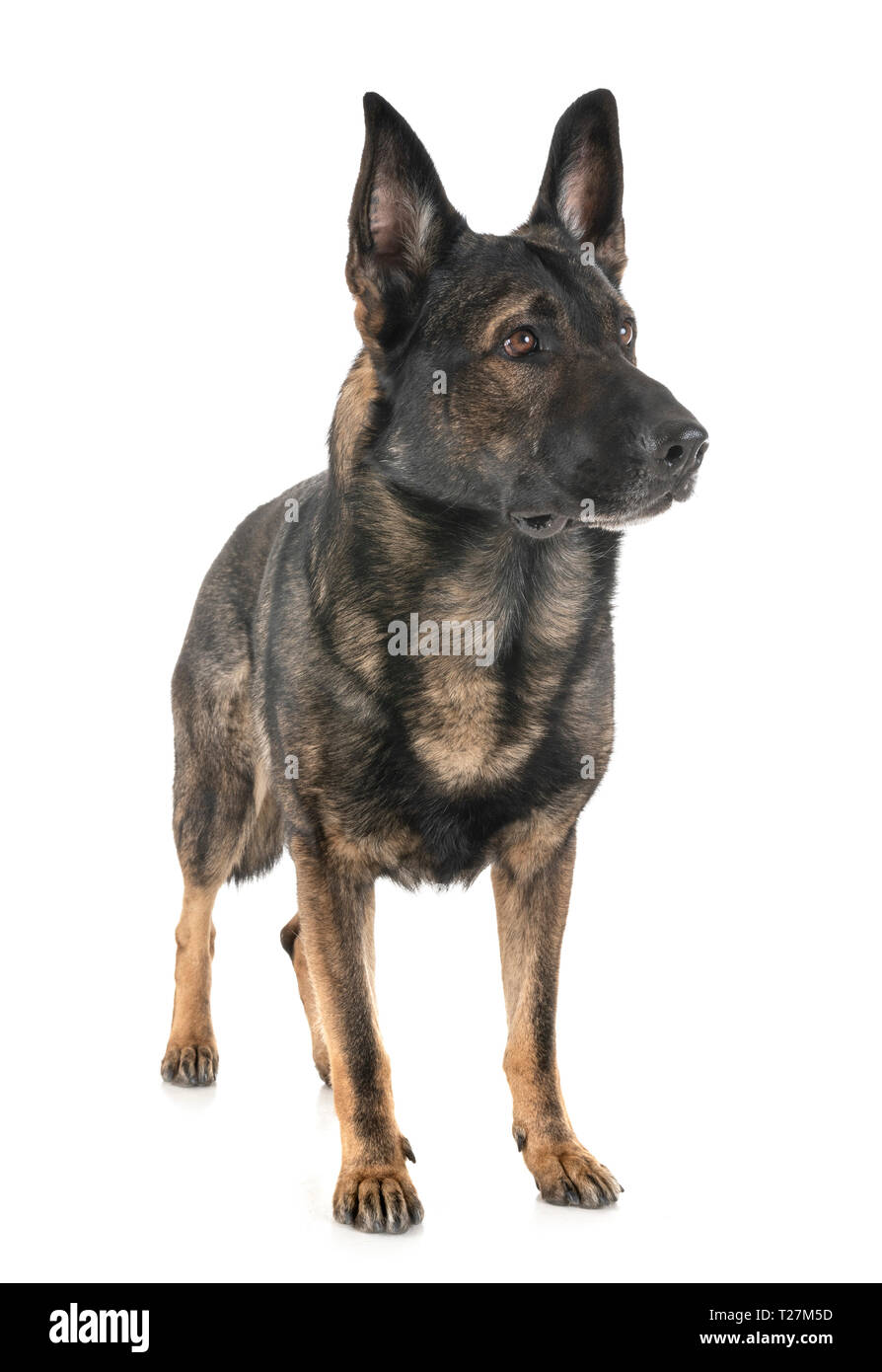 gray german shepherd in front of white background Stock Photo - Alamy
