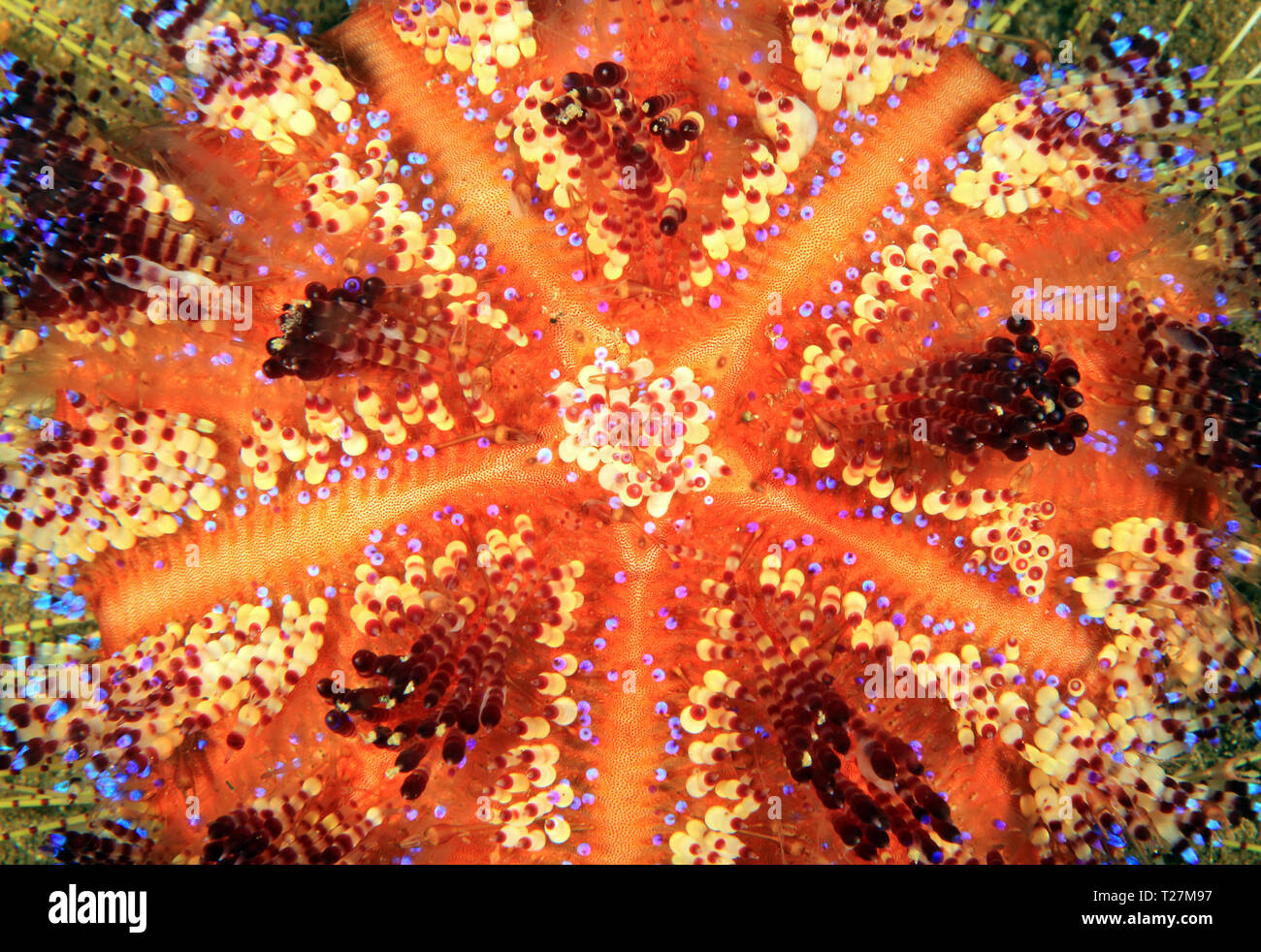 Close-up of a Fire Urchin (Astropyga radiate). Anilao, Philippines ...