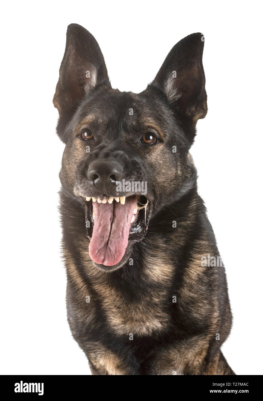 gray german shepherd in front of white background Stock Photo - Alamy