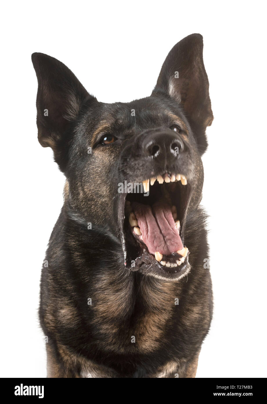 German shepherd guard dog growling hi-res stock photography and images ...