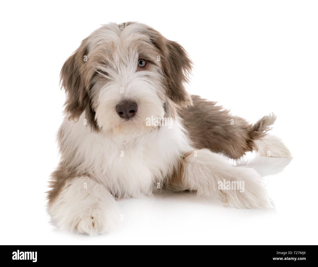 puppy bearded collie in front of white background Stock Photo - Alamy