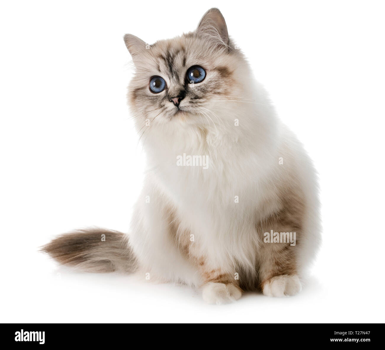birman kitten in front of white background Stock Photo - Alamy