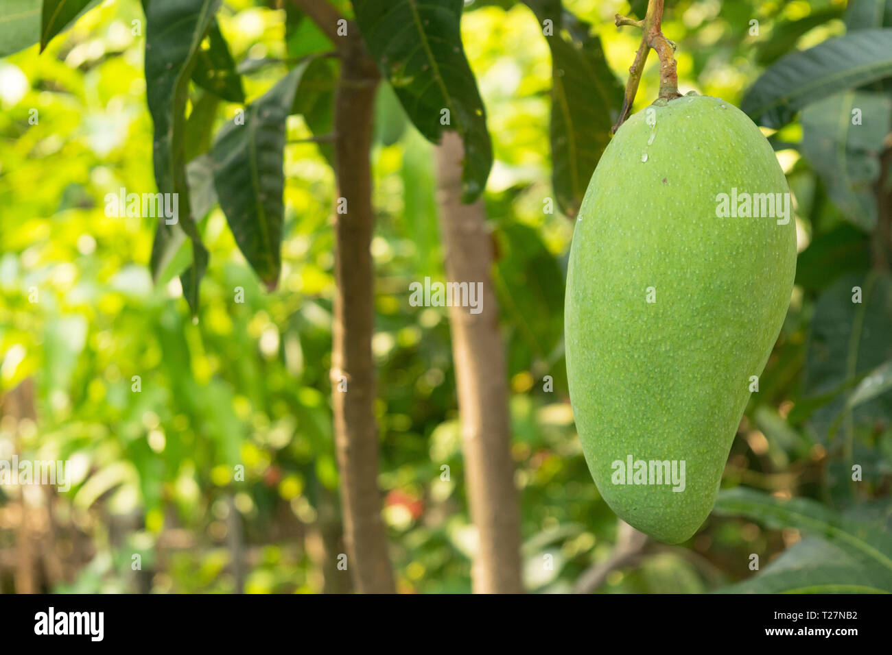 mangoes on the tree grow up in farmer garden Stock Photo - Alamy