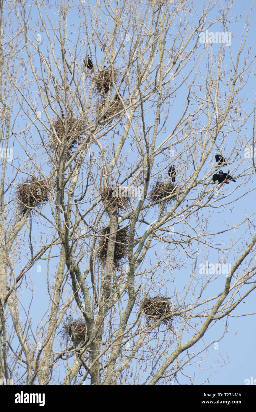 Crows and birds nests on a treetop, blue sky Stock Photo - Alamy