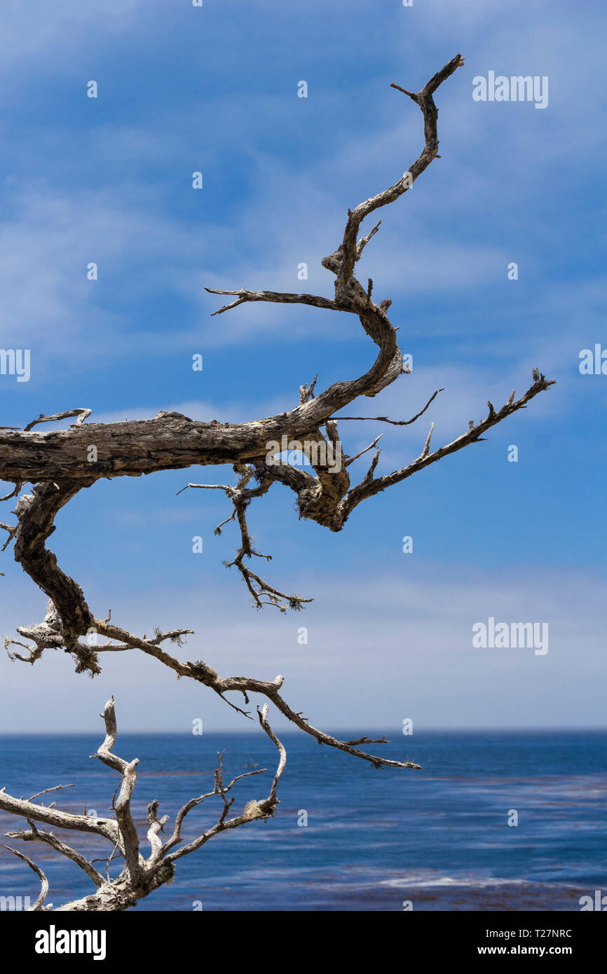 Half dry tree hi-res stock photography and images - Alamy