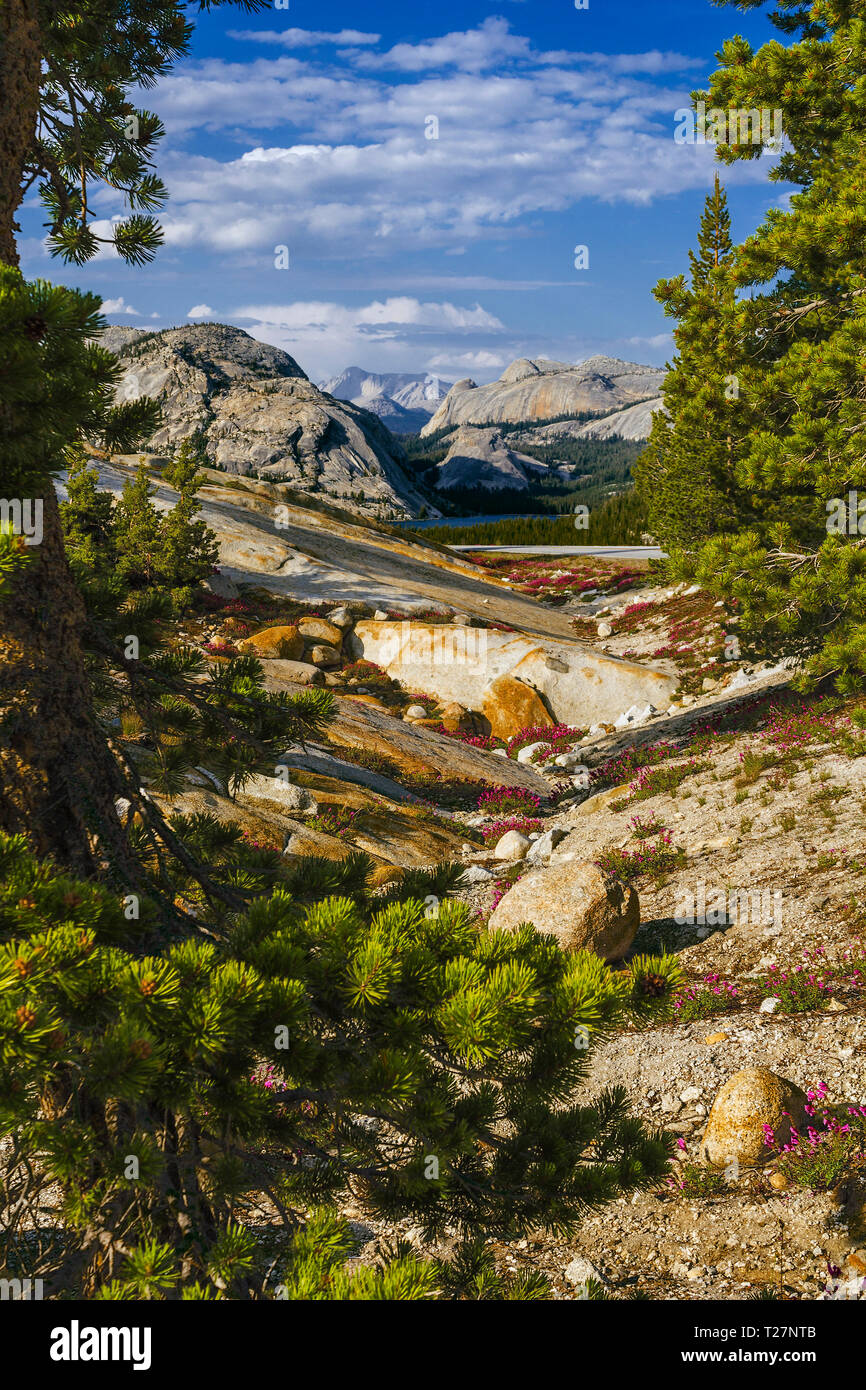Tioga point hi-res stock photography and images - Alamy