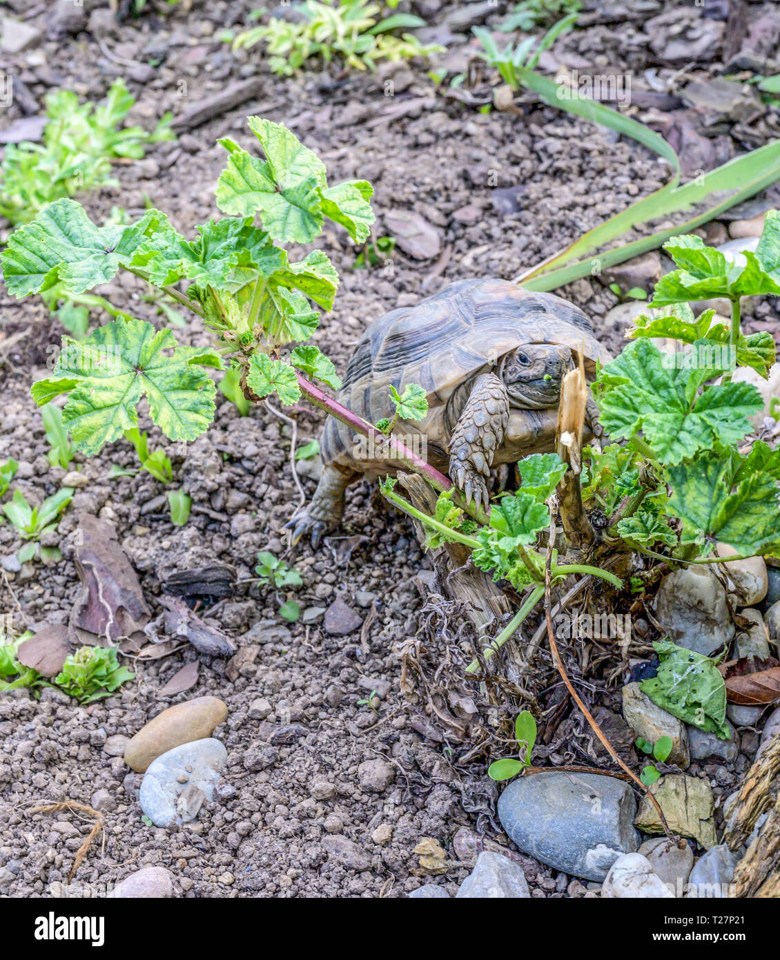 Turtle Testudo Marginata european landturtle closeup wildlife free ...