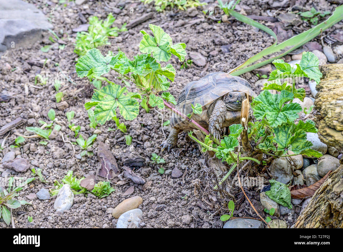 Turtle Testudo Marginata european landturtle closeup wildlife free ...