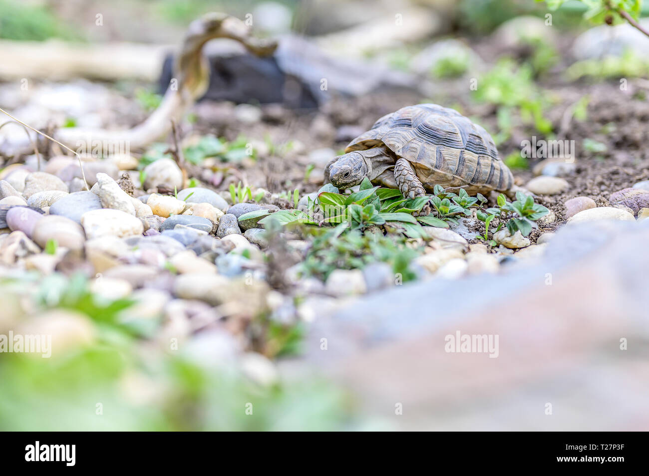 Turtle Testudo Marginata european landturtle closeup wildlife free ...