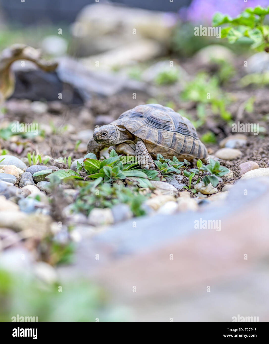 Turtle Testudo Marginata european landturtle closeup wildlife free ...