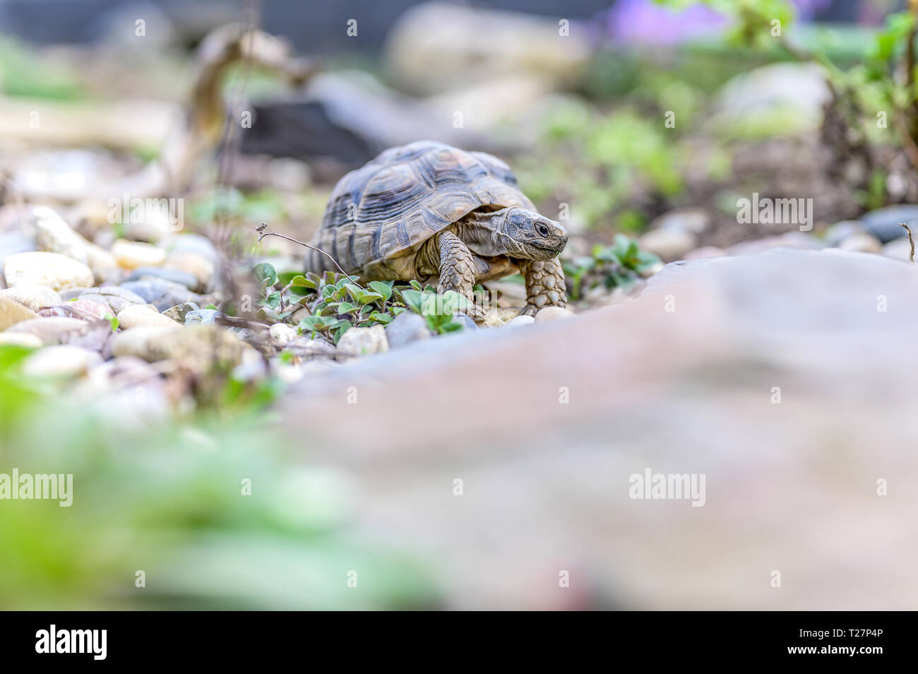 Turtle Testudo Marginata european landturtle closeup wildlife free ...