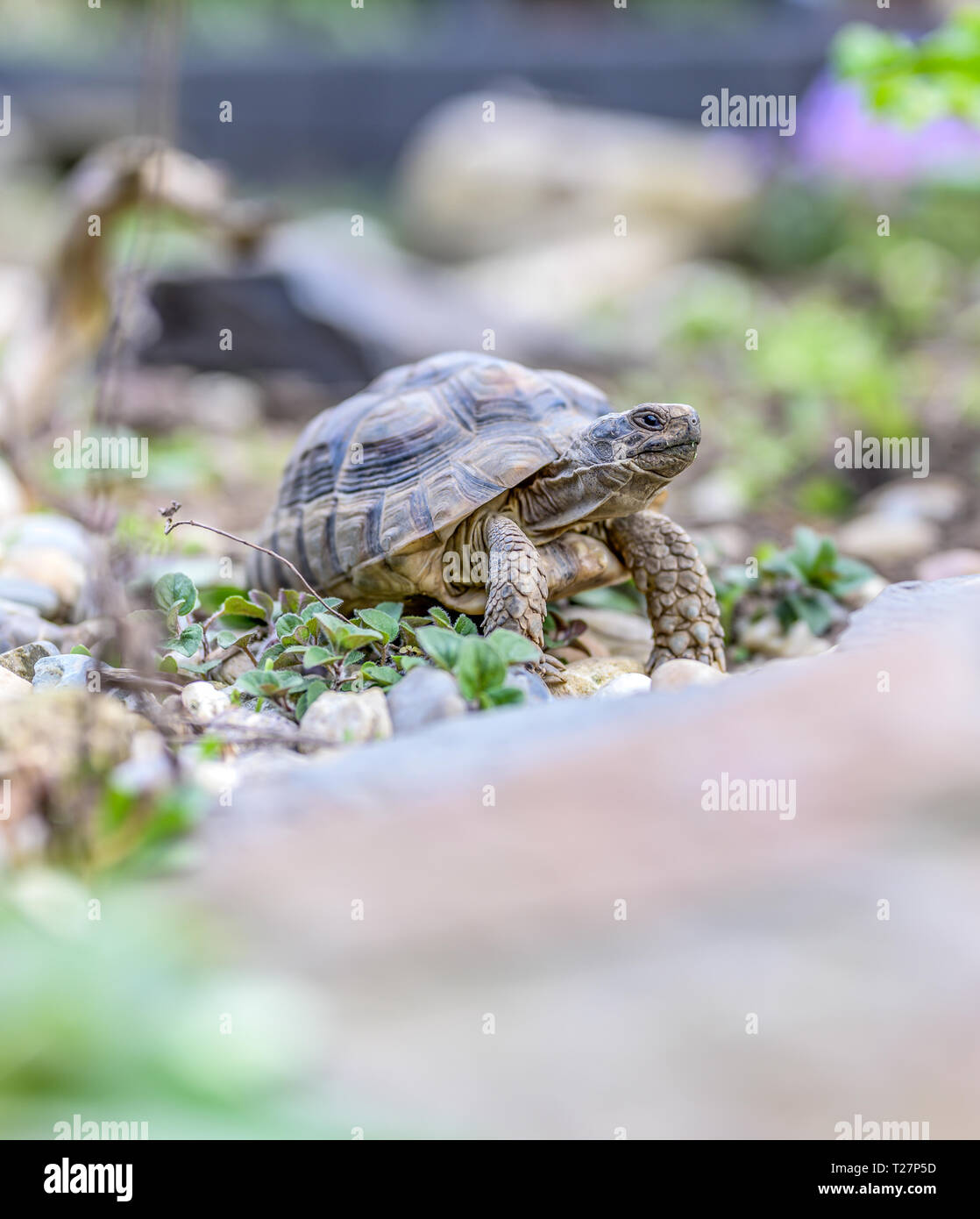 Turtle Testudo Marginata european landturtle closeup wildlife free ...