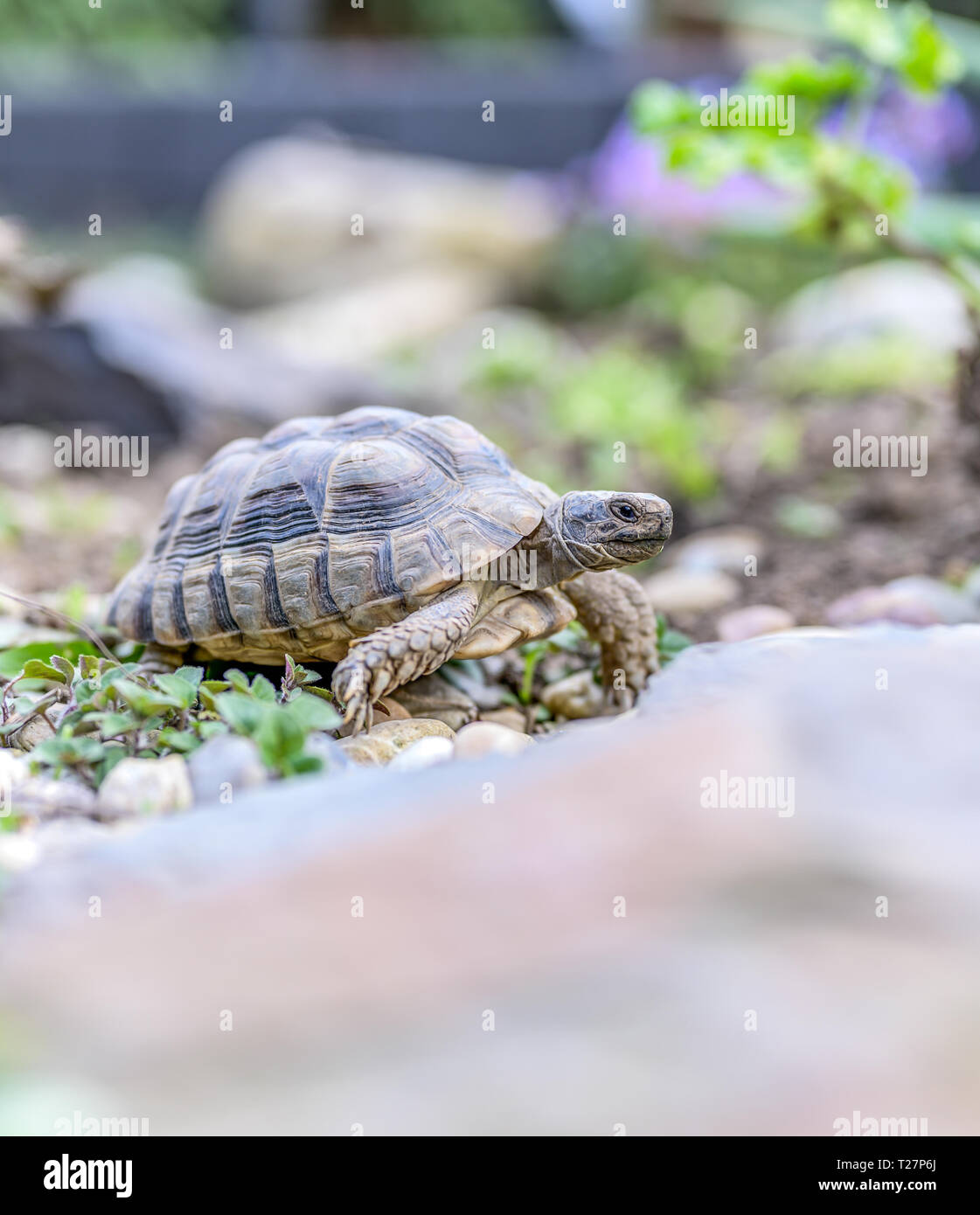 Turtle Testudo Marginata european landturtle closeup wildlife free ...