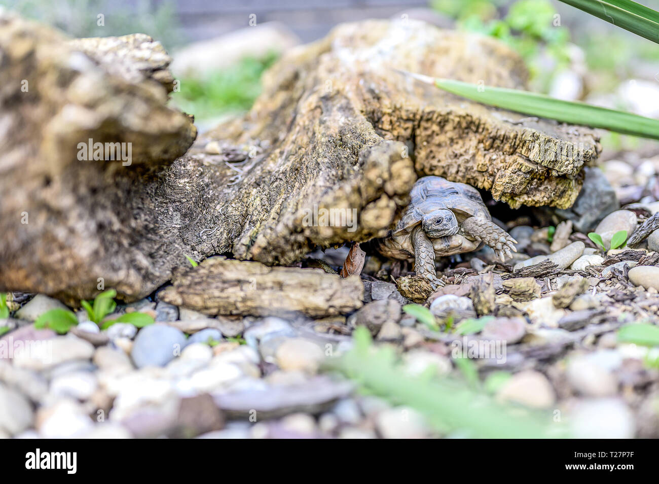 Turtle Testudo Marginata european landturtle closeup wildlife free ...
