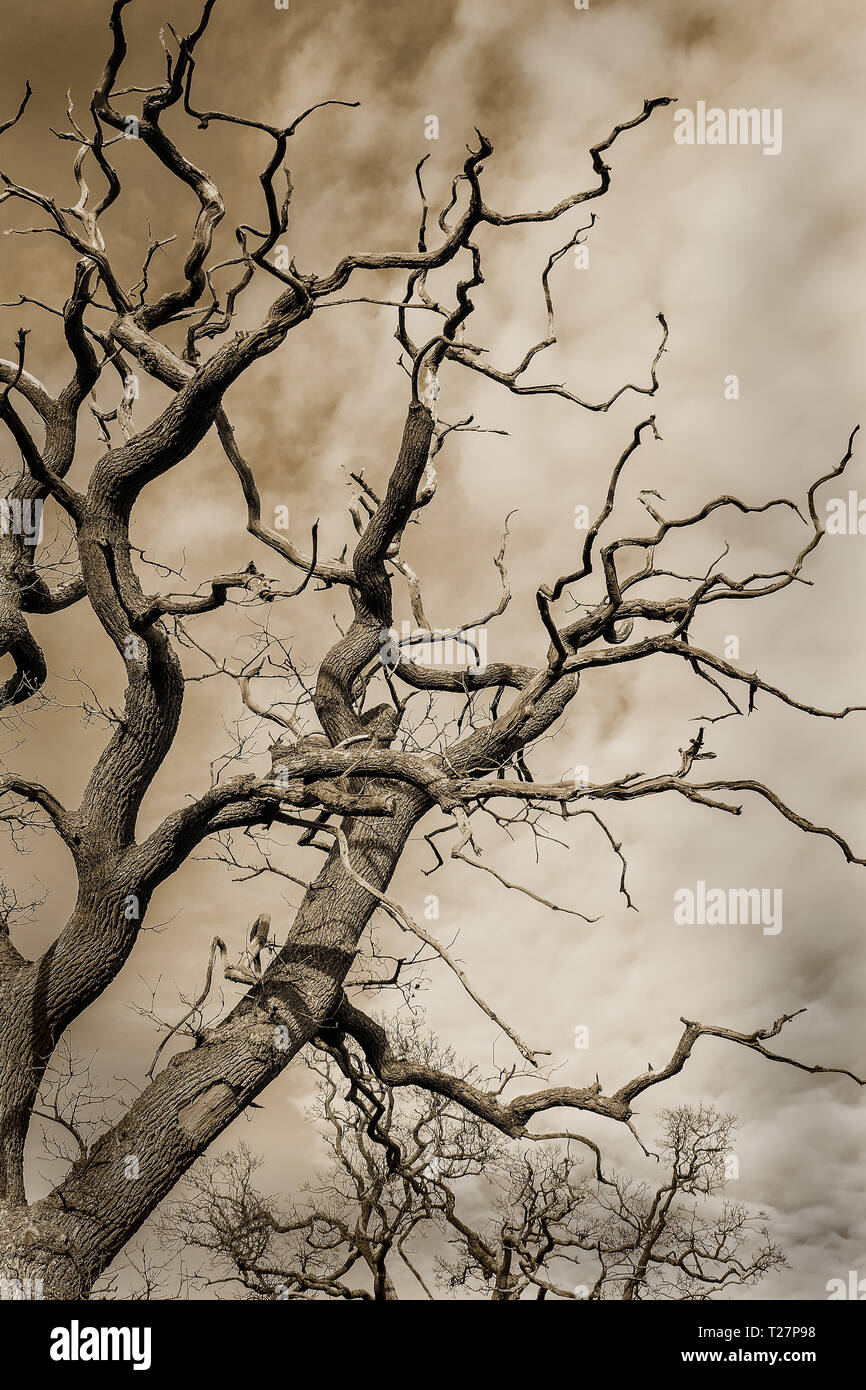 Elm tree seeds hi-res stock photography and images - Alamy
