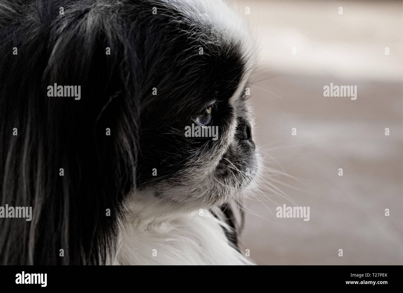 dog pekinese on the beach Stock Photo - Alamy