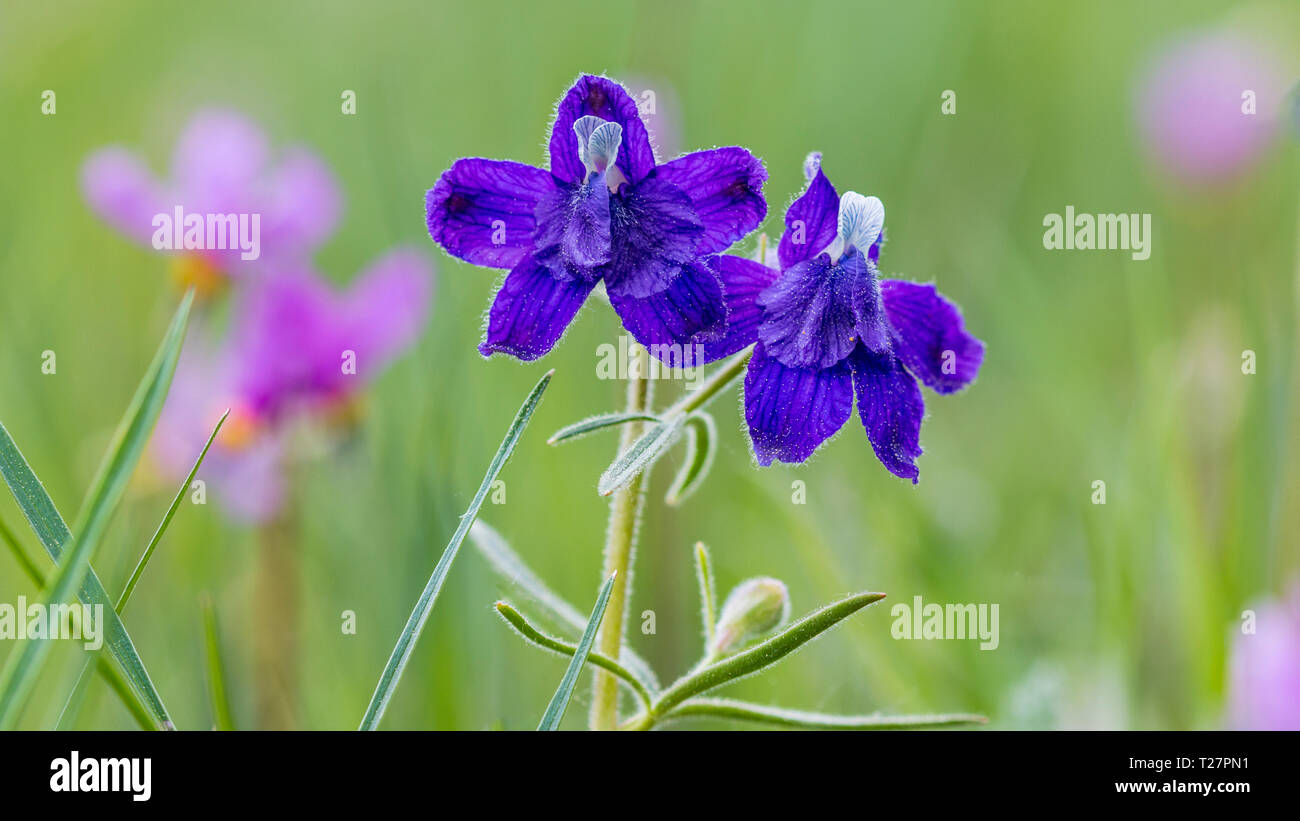 Larkspur wildflowers hi-res stock photography and images - Alamy