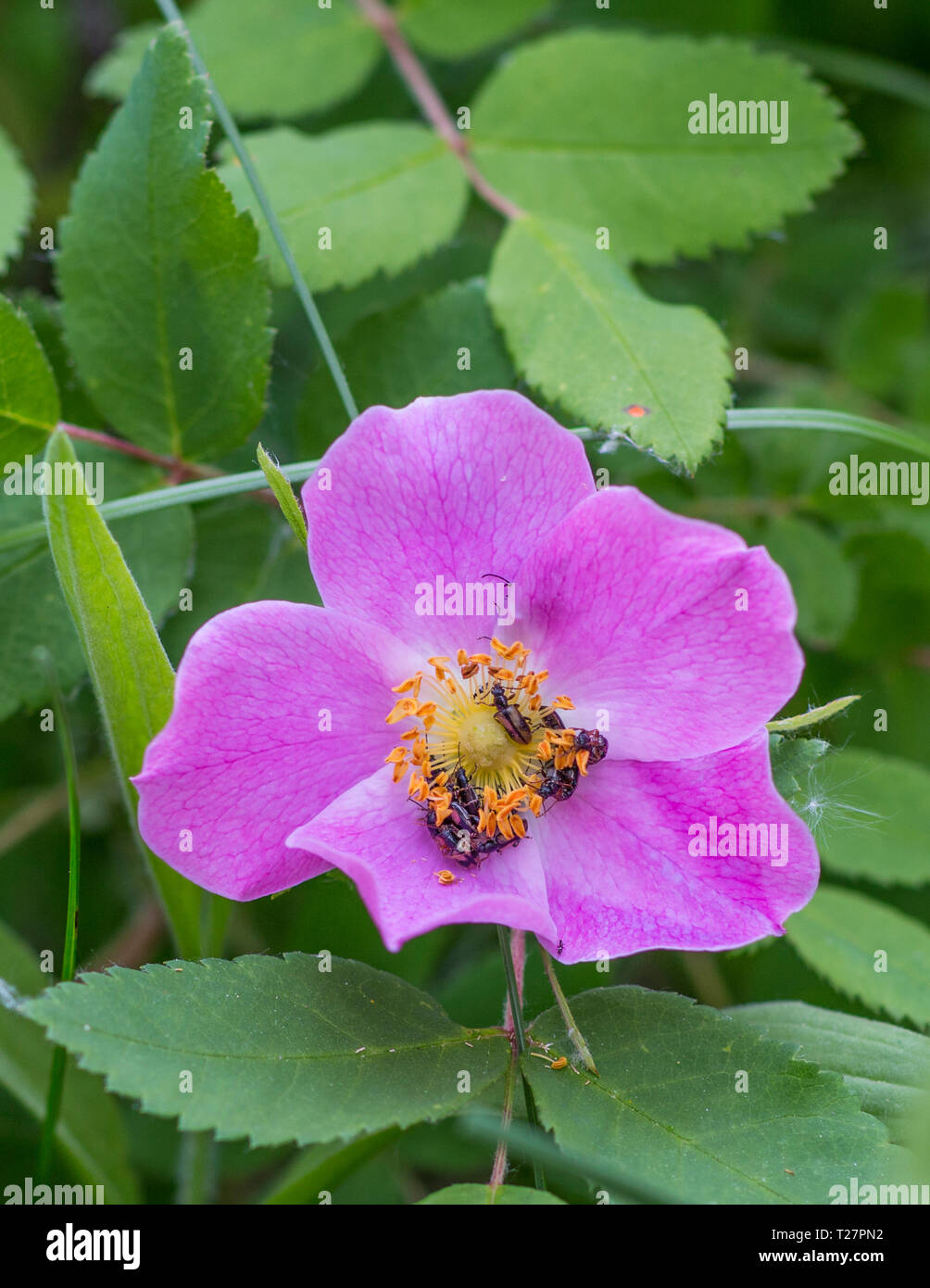 Alberta insects hi-res stock photography and images - Alamy