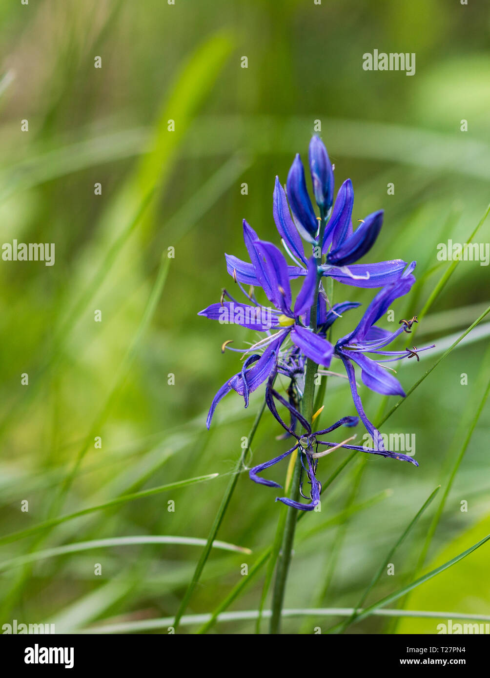Camas wildflowers hi-res stock photography and images - Alamy