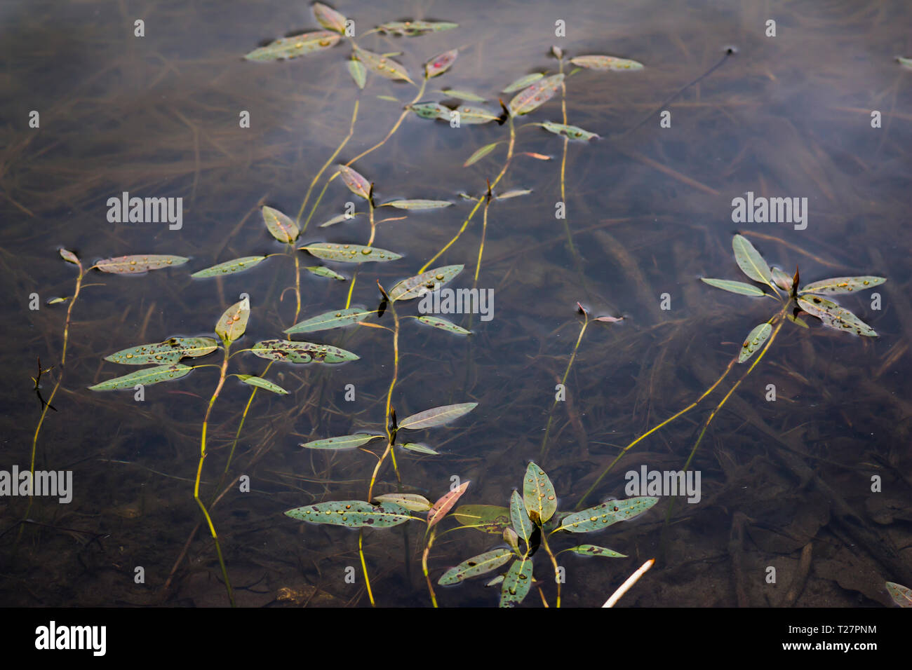 Smartweed hi-res stock photography and images - Alamy
