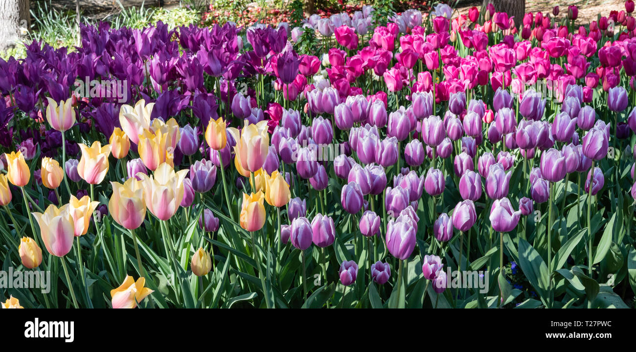 Gorgeous orange and purple tulips in springtime, Southern California ...
