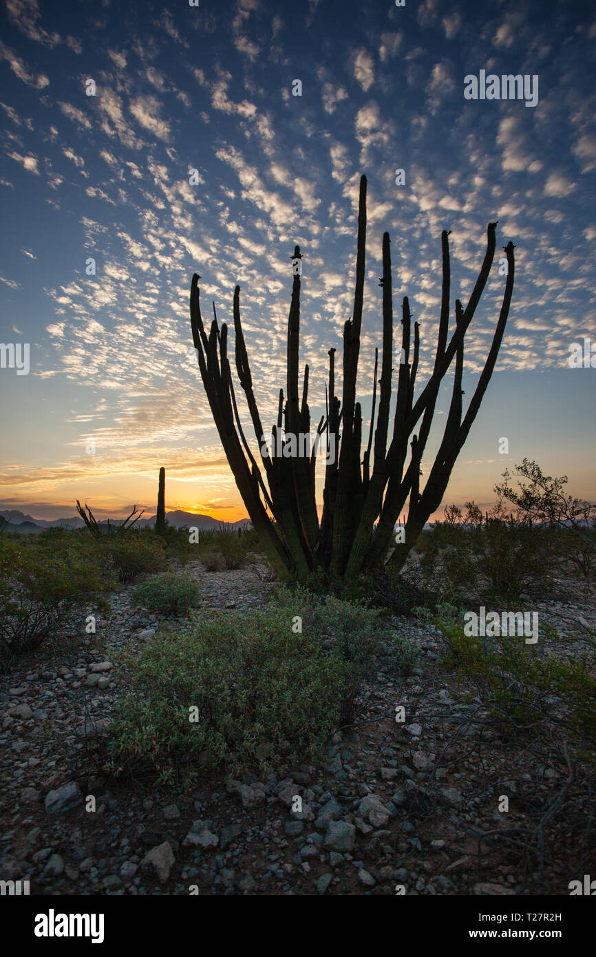 Arizona monsoon hi-res stock photography and images - Alamy