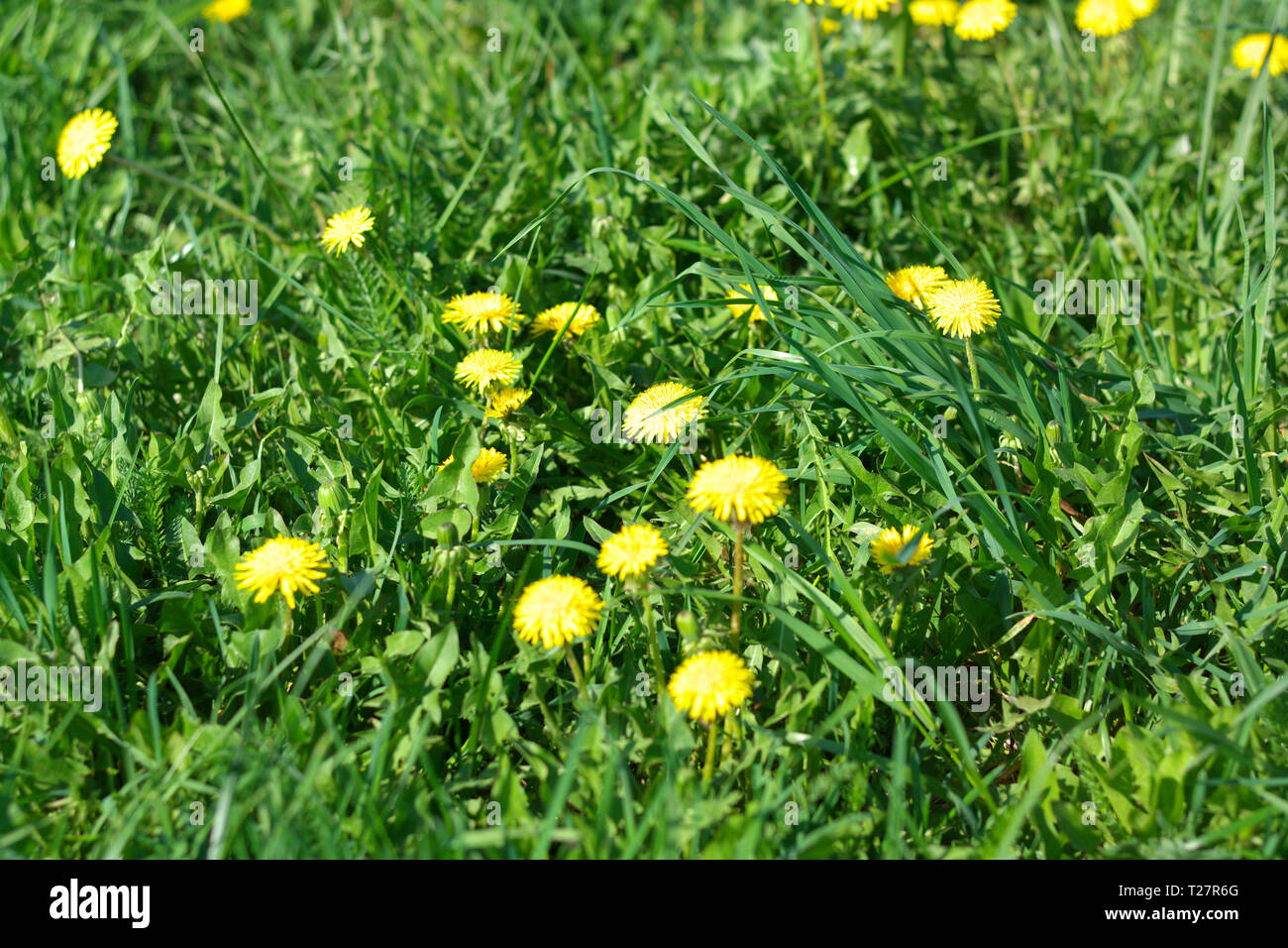 Dandelion at Spring Stock Photo - Alamy