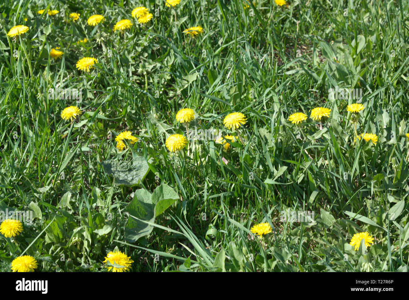 Dandelion at Spring Stock Photo - Alamy