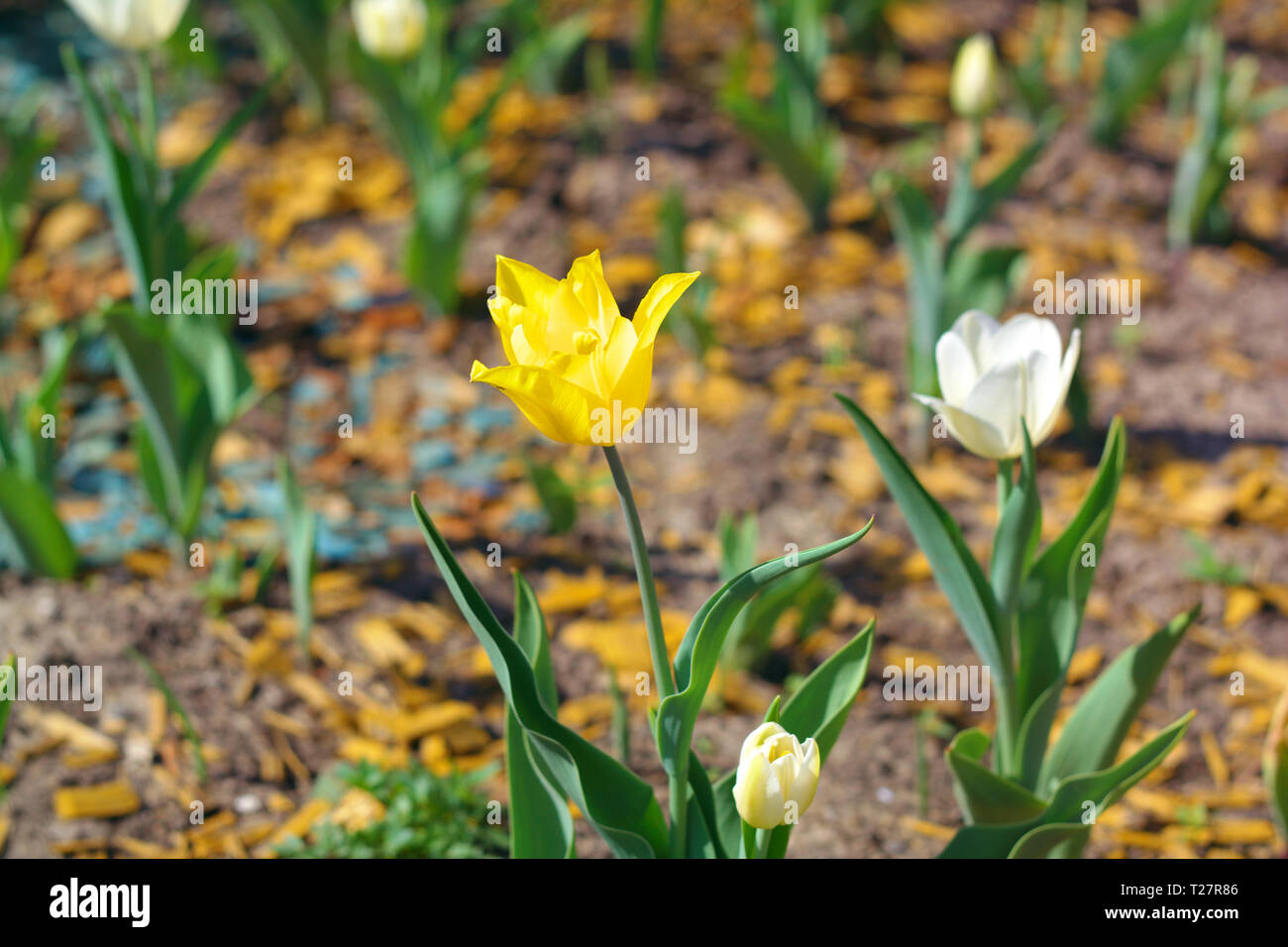 yellow tulip at spring Stock Photo - Alamy