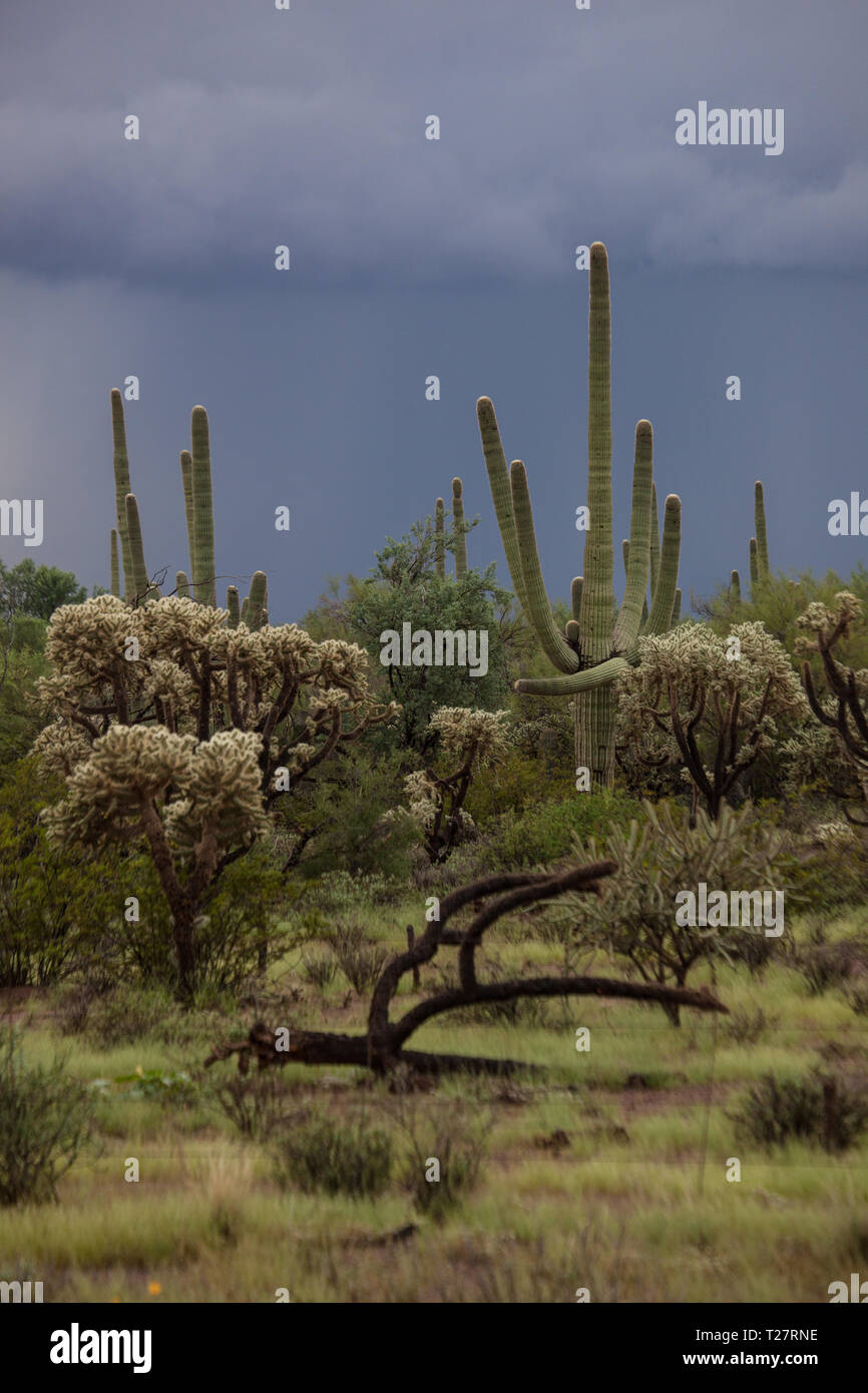 Sells arizona hi-res stock photography and images - Alamy