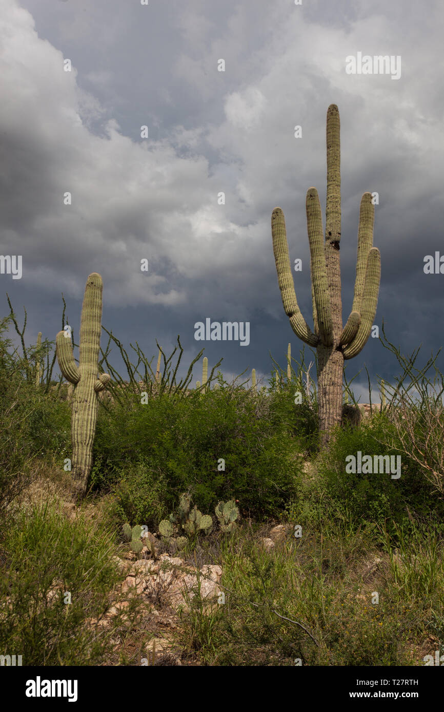 Tanque Verde, Pima County, Arizona, USA Stock Photo - Alamy