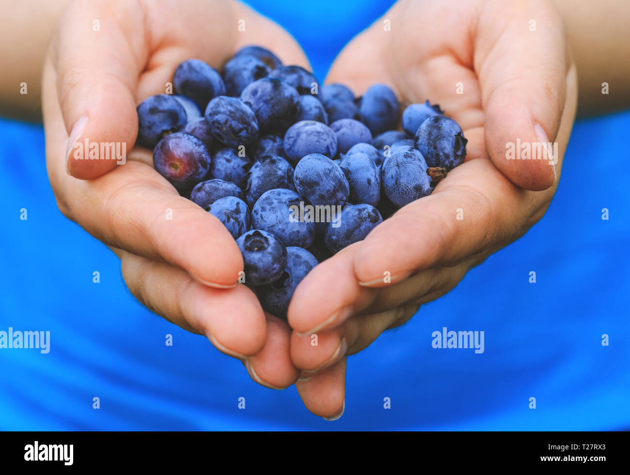 Fresh blue berries fruits presented in girl hands. Real woman with ...