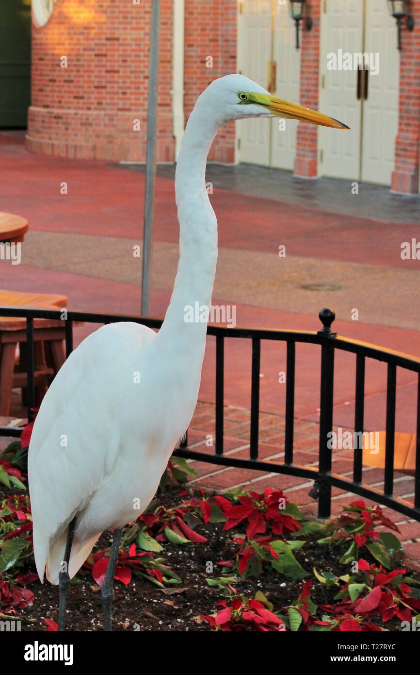 Great egret bird animal hi-res stock photography and images - Alamy