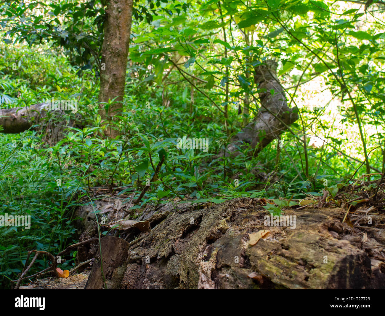Bush roots hi-res stock photography and images - Alamy