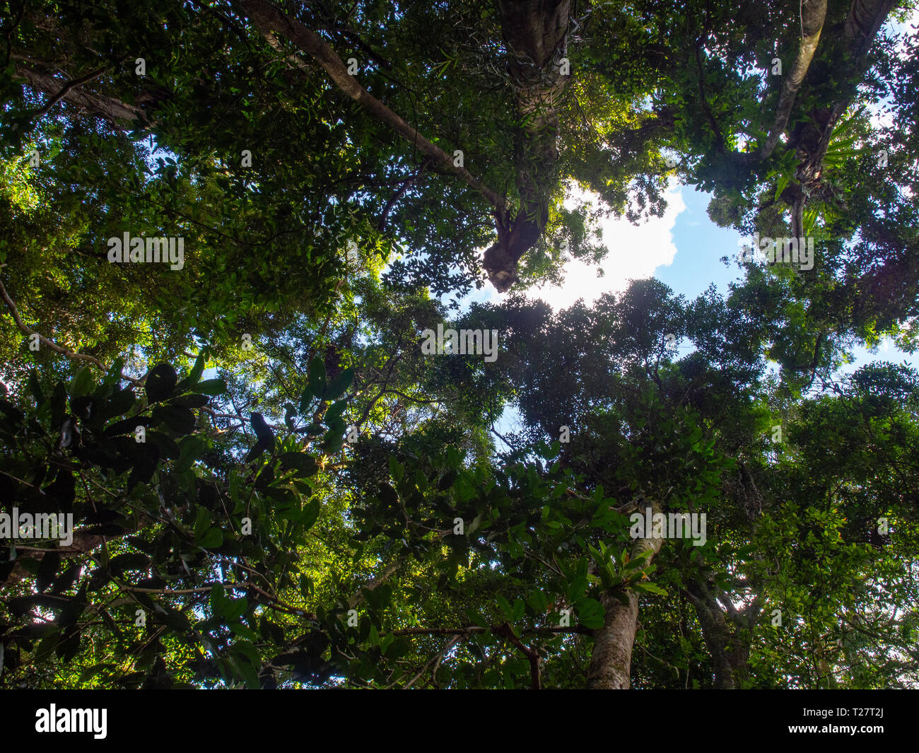 Canopy of trees hi-res stock photography and images - Alamy