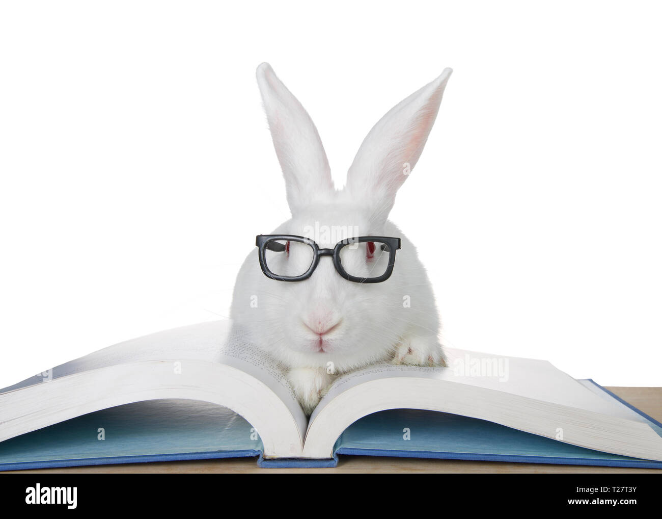 Rabbit Reading A Book