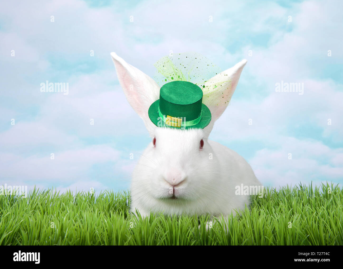 Rabbit wearing hat hi-res stock photography and images - Alamy