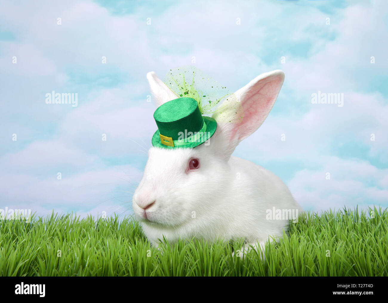 Albino bunny hi-res stock photography and images - Alamy