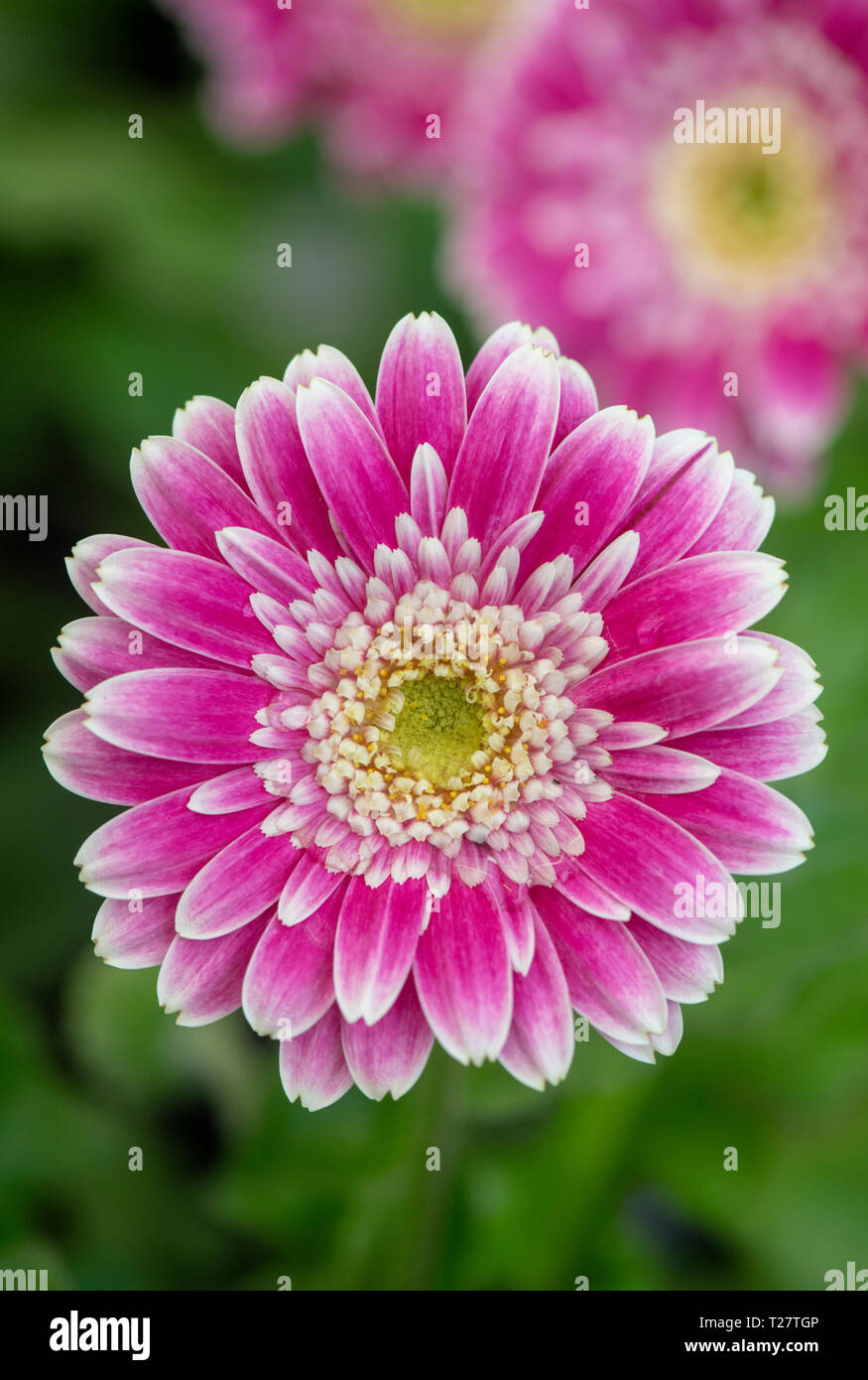 Gerbera garvinea sweet surprise hi-res stock photography and images - Alamy