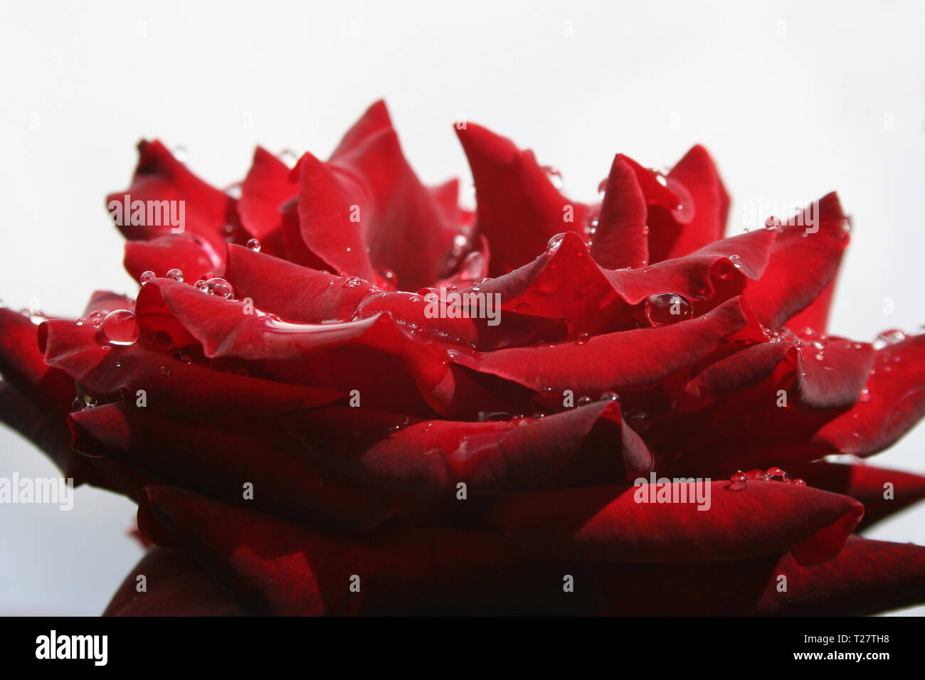 Water Drops on a dark red Rose with a white background Stock Photo - Alamy