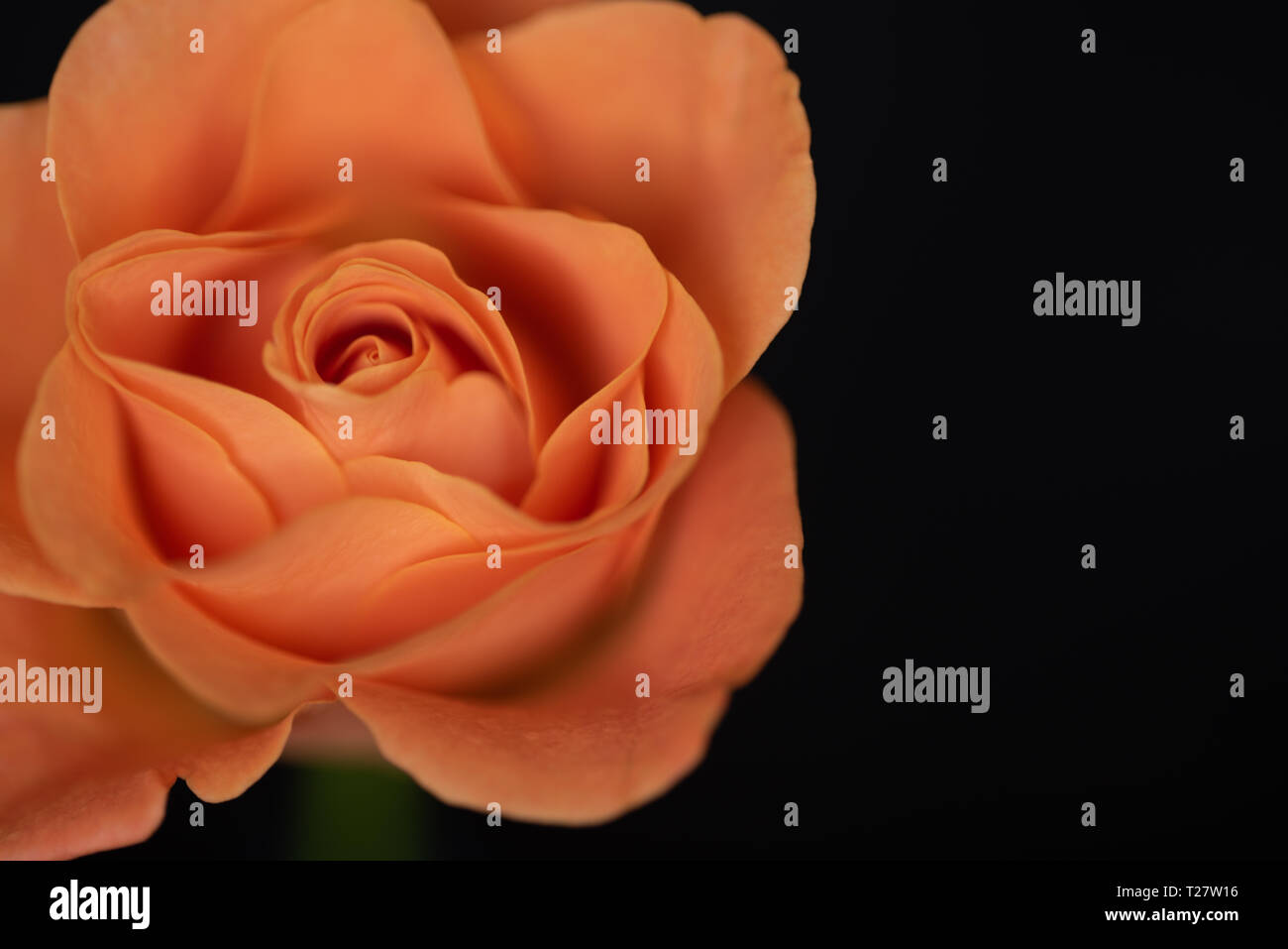 The silky rose hi-res stock photography and images - Alamy