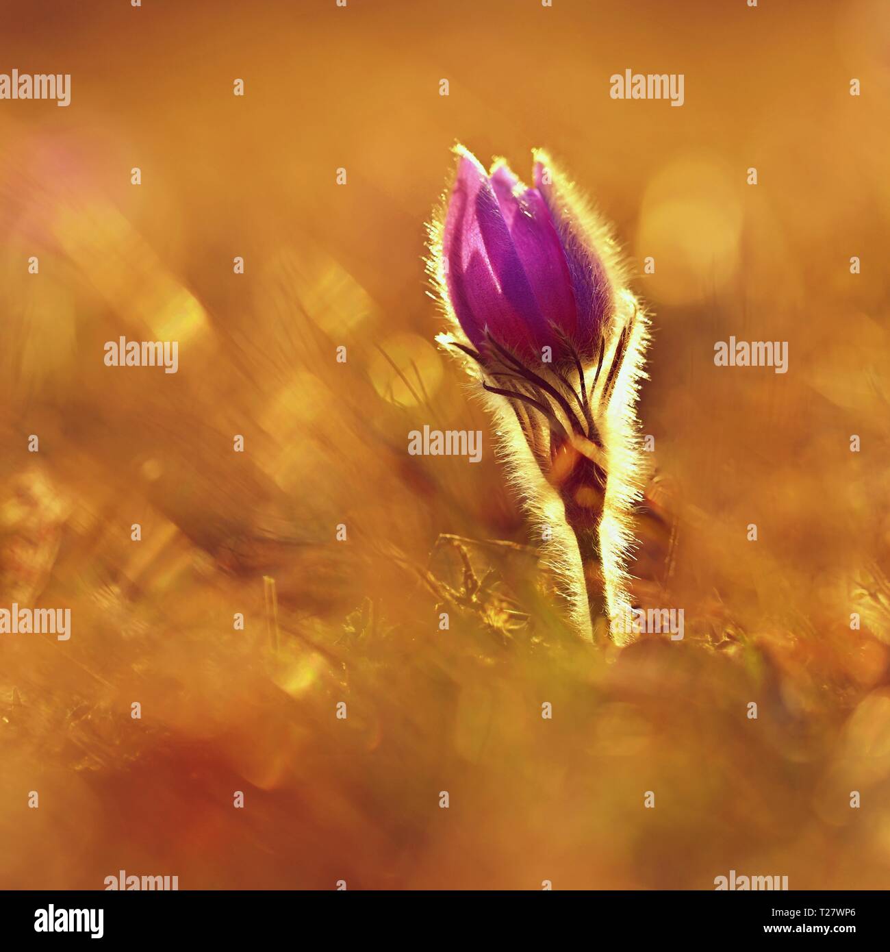 Greater pasque flower hi-res stock photography and images - Alamy