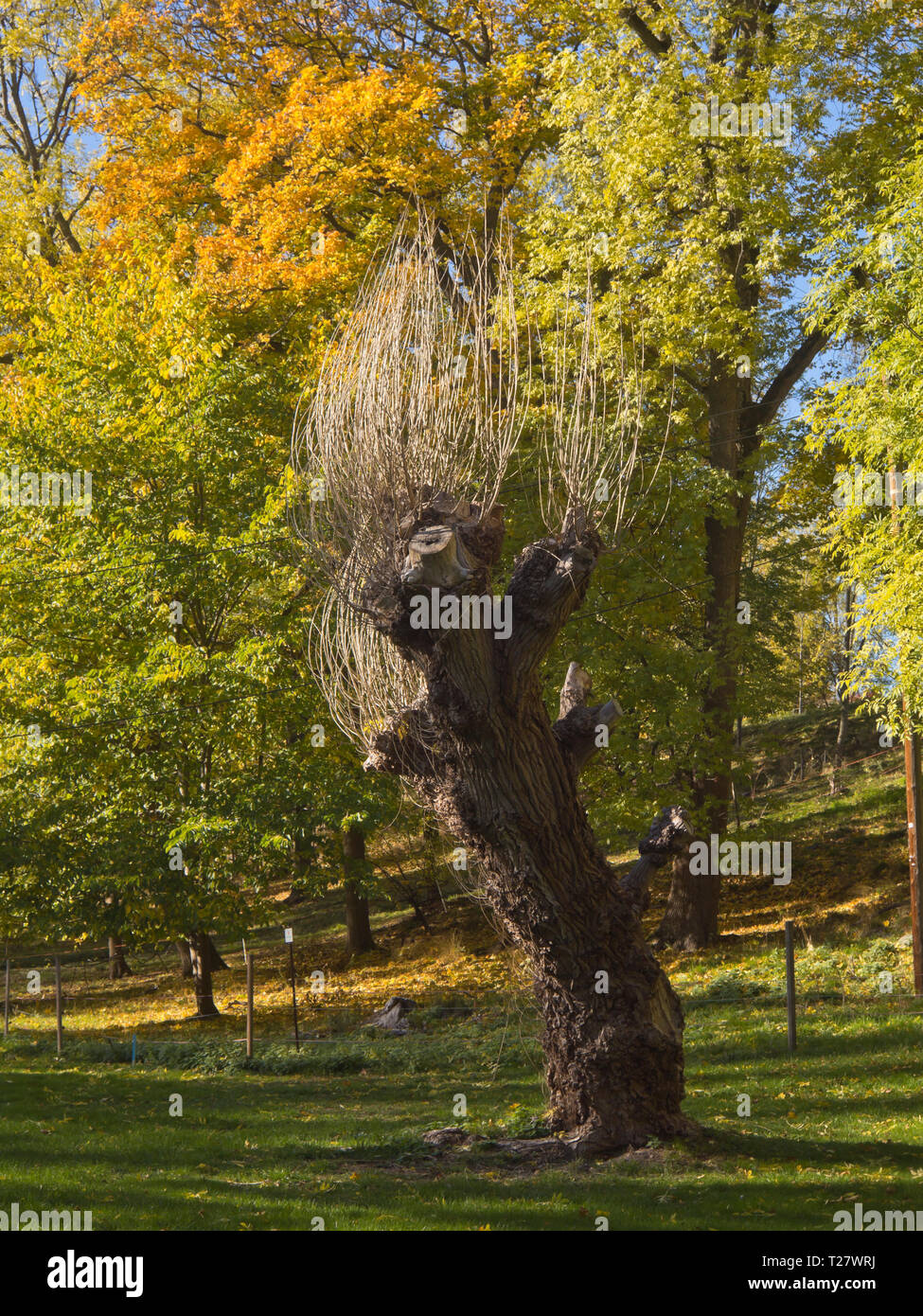 A bare tree trunk as a troll with hair branches standing up in an ...