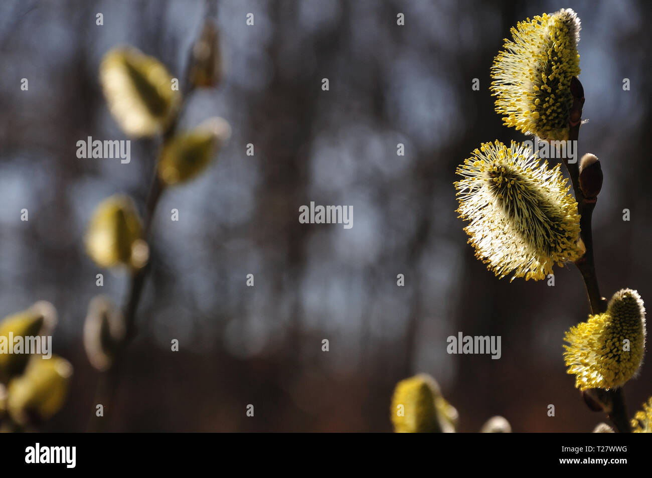 twig of a willow tree in forest with male catkins full of pollen Stock ...